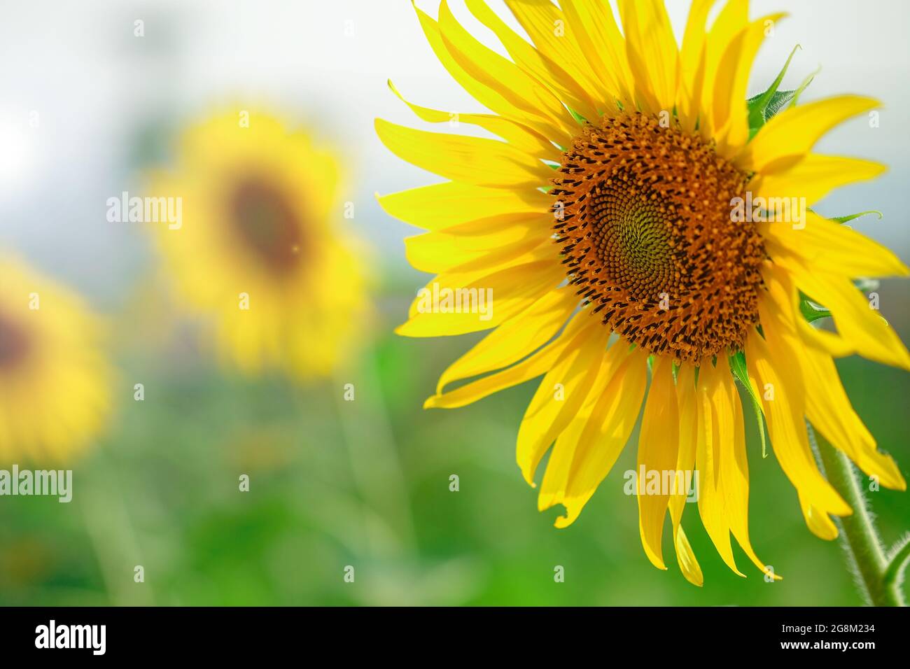 Sunflower close up on background Stock Photo - Alamy