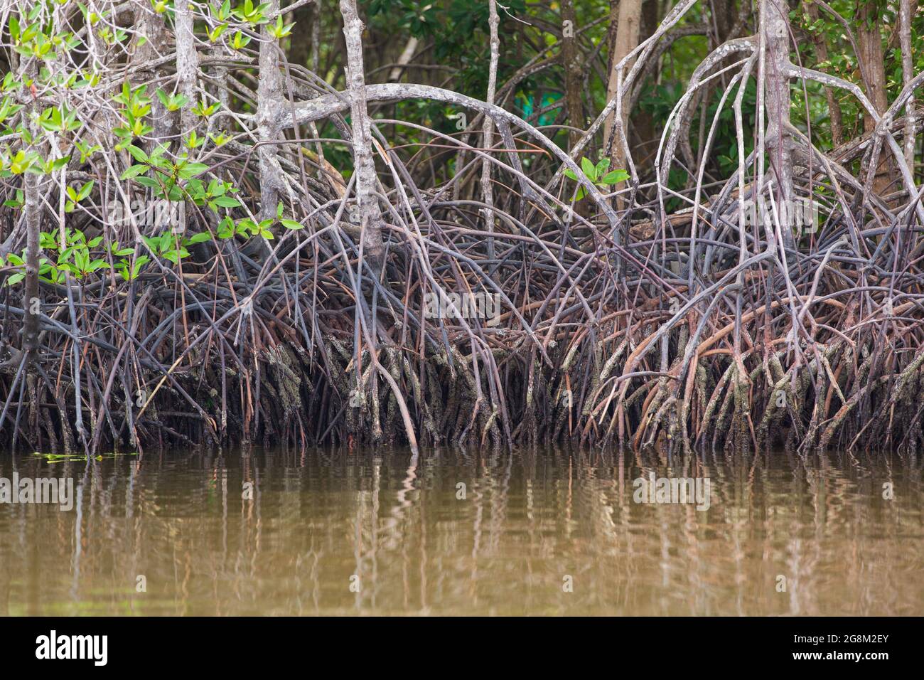 Roots of mangrove tree in water in coast of sea Stock Photo - Alamy