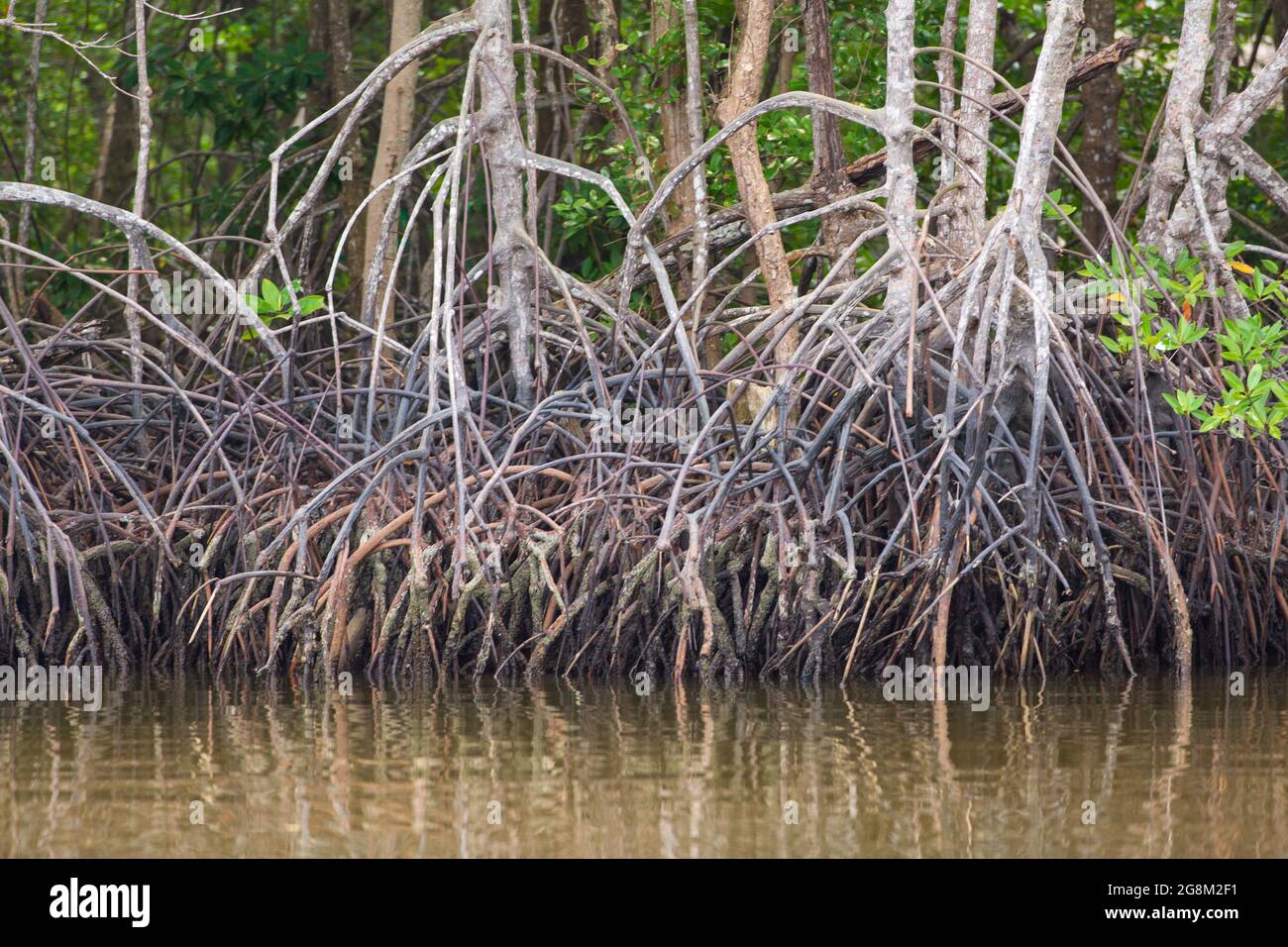 Roots of mangrove tree in water in coast of sea Stock Photo - Alamy