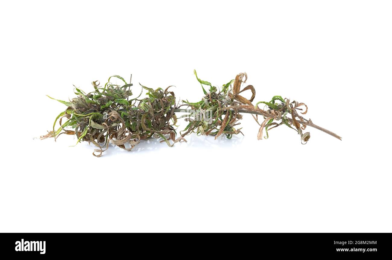 Weed texture hi-res stock photography and images - Alamy