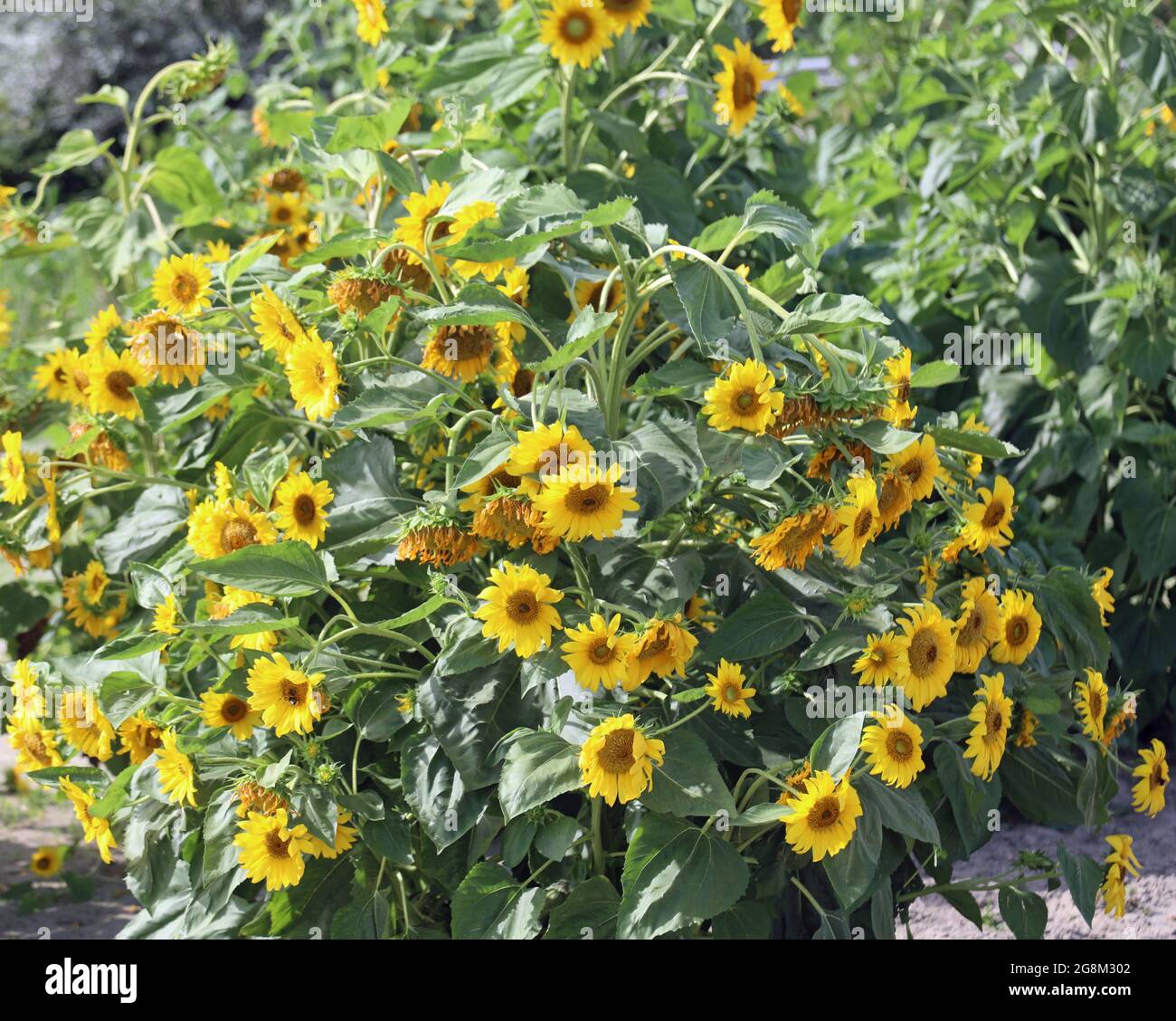 group of many yellow Sunflower flowers in the cultivated field for ...