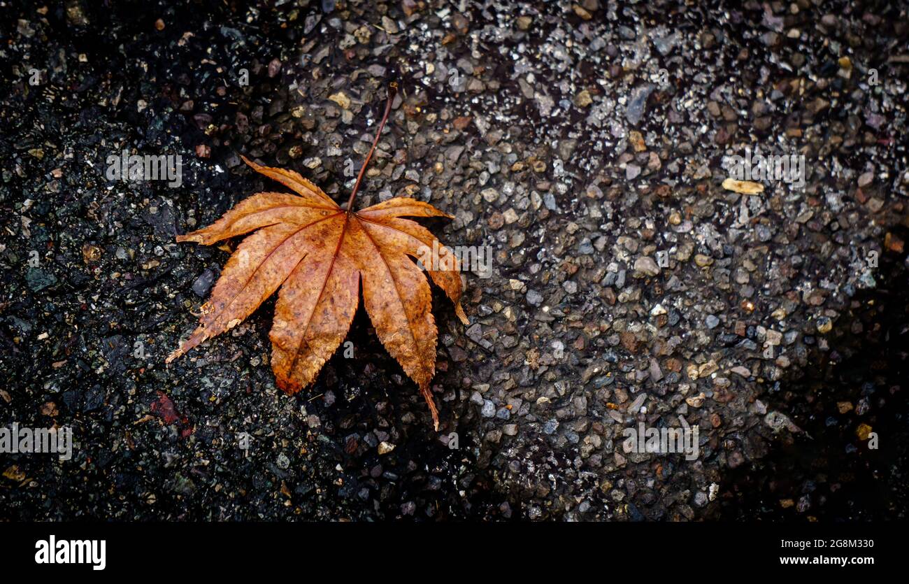 MOKPO, KOREA, SOUTH - Jul 01, 2021: A high angle shot of a fallen ...