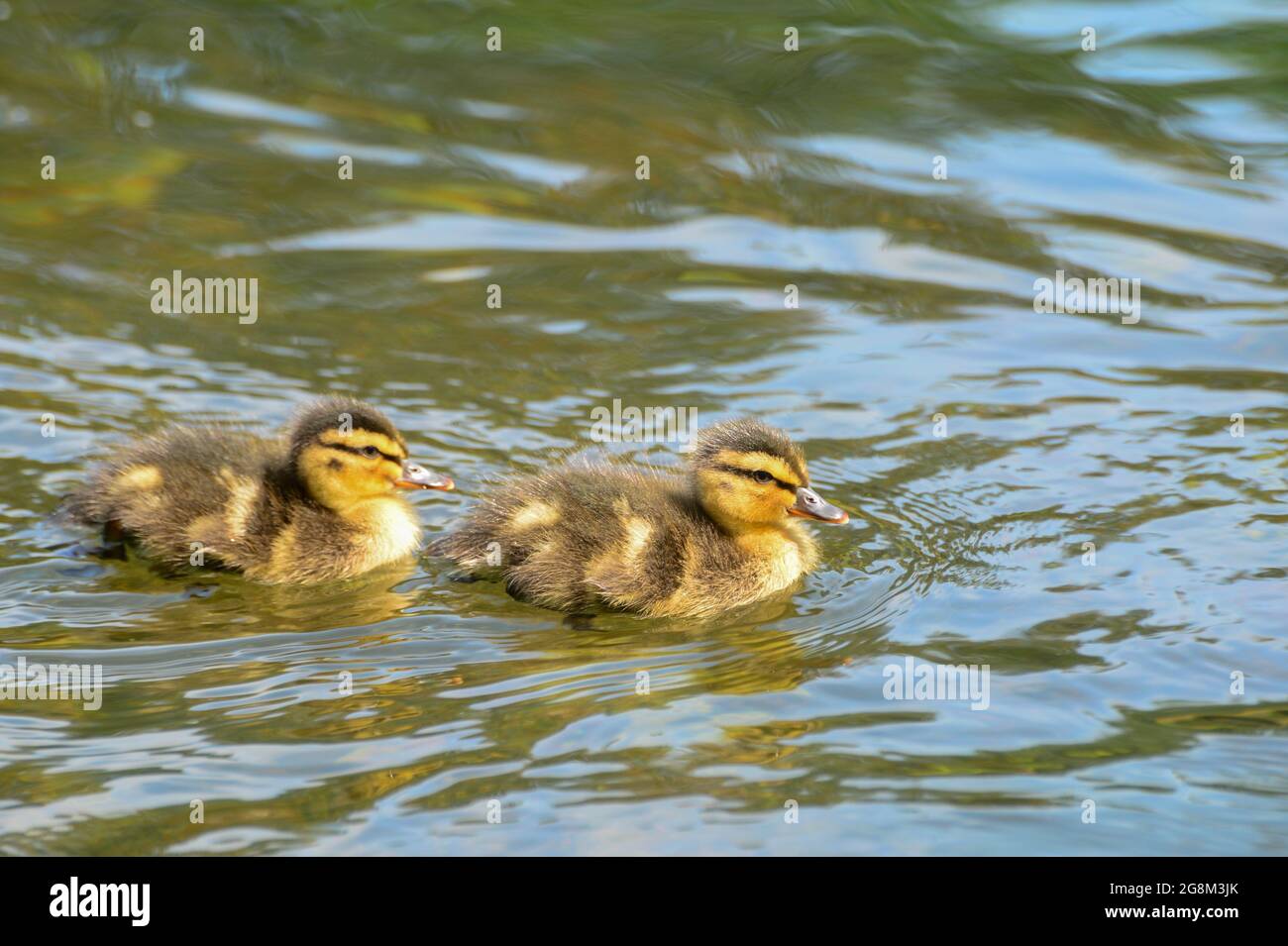 Kent river swimming hi-res stock photography and images - Alamy