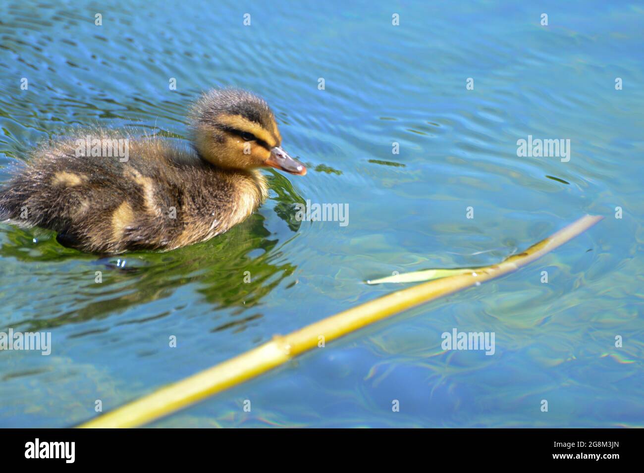 Caterbury, Kent, July 21 2021. newly hatched duckling swims on the ...