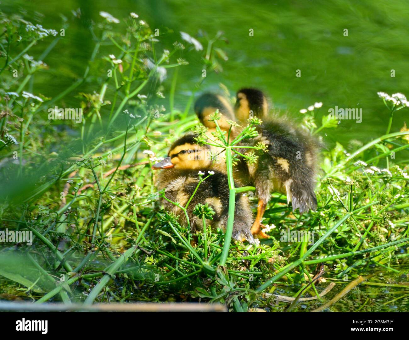 Caterbury, Kent, July 21 2021. newly hatched ducklings sit on their ...