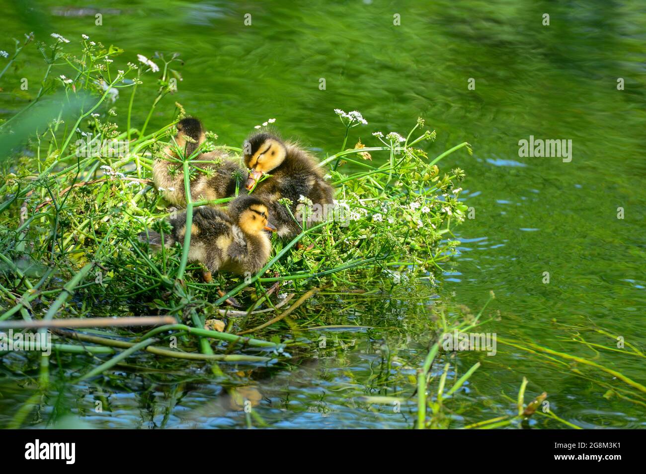 Caterbury, Kent, July 21 2021. newly hatched ducklings on their nest ...