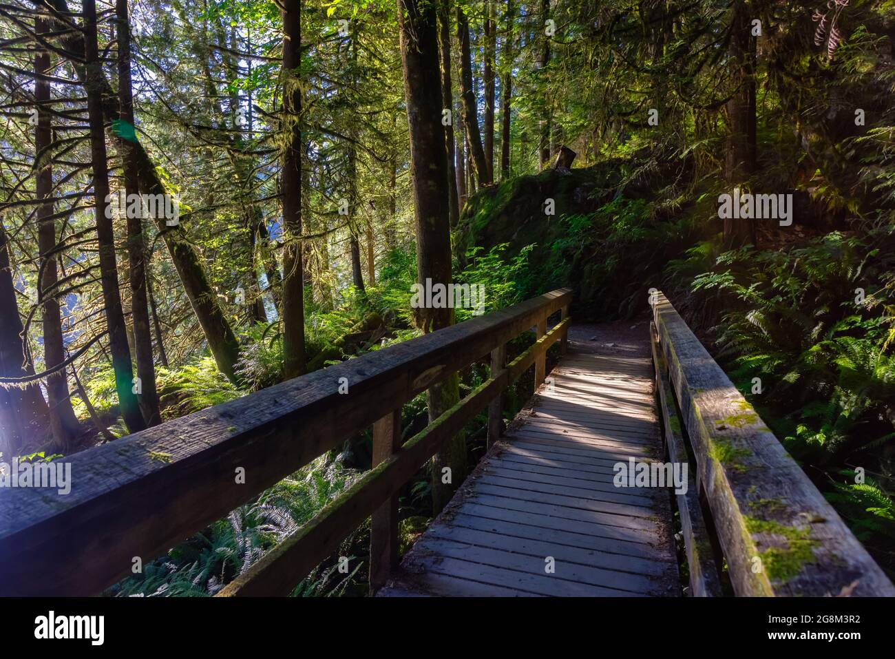 View of Hiking Path in Green and Vibrant Rain Forest Stock Photo - Alamy