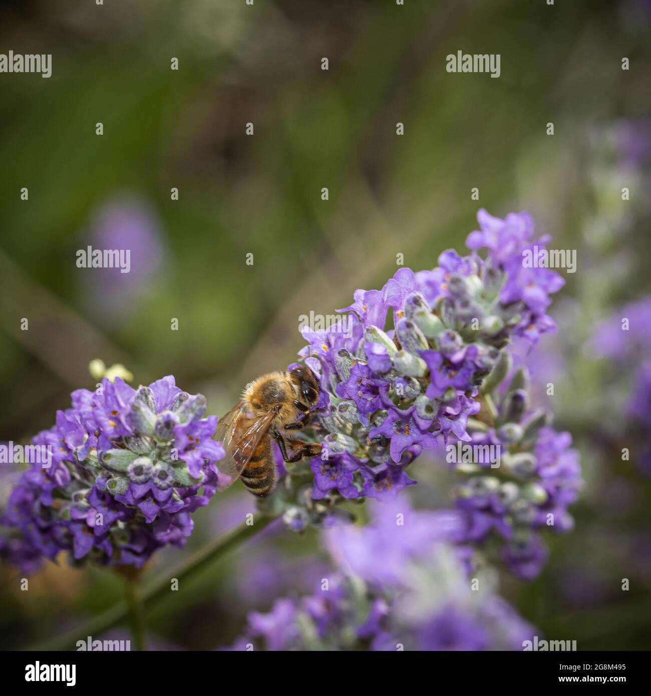 Garden flower bee hi-res stock photography and images - Alamy