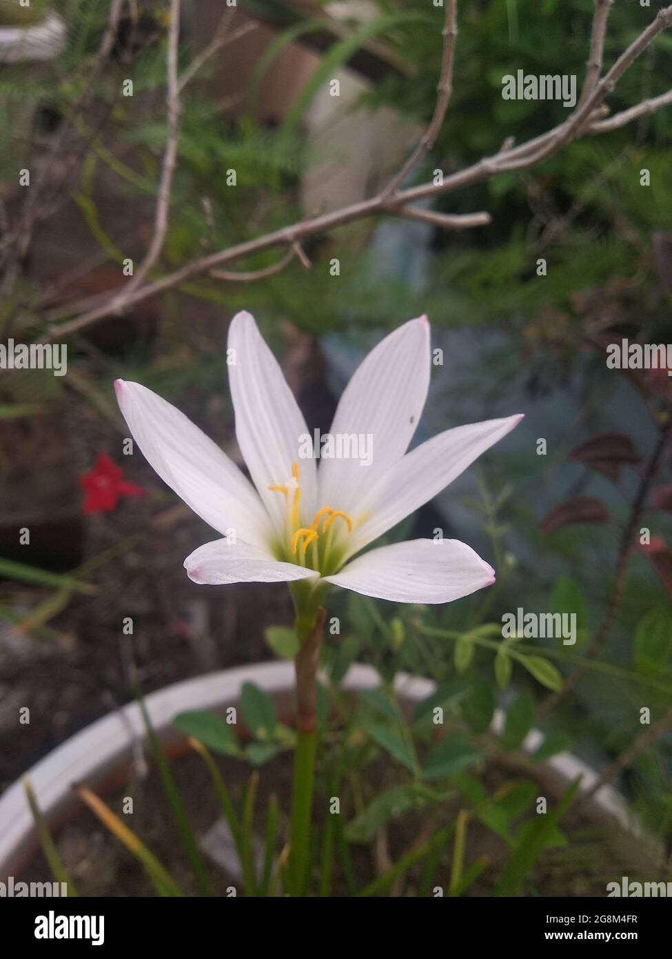 Frangipani tropical flowers hi-res stock photography and images - Alamy