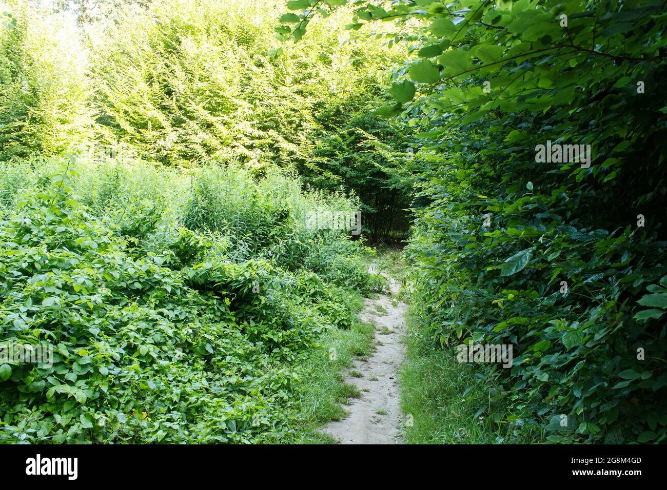 summer forest path on sunny morning Stock Photo - Alamy