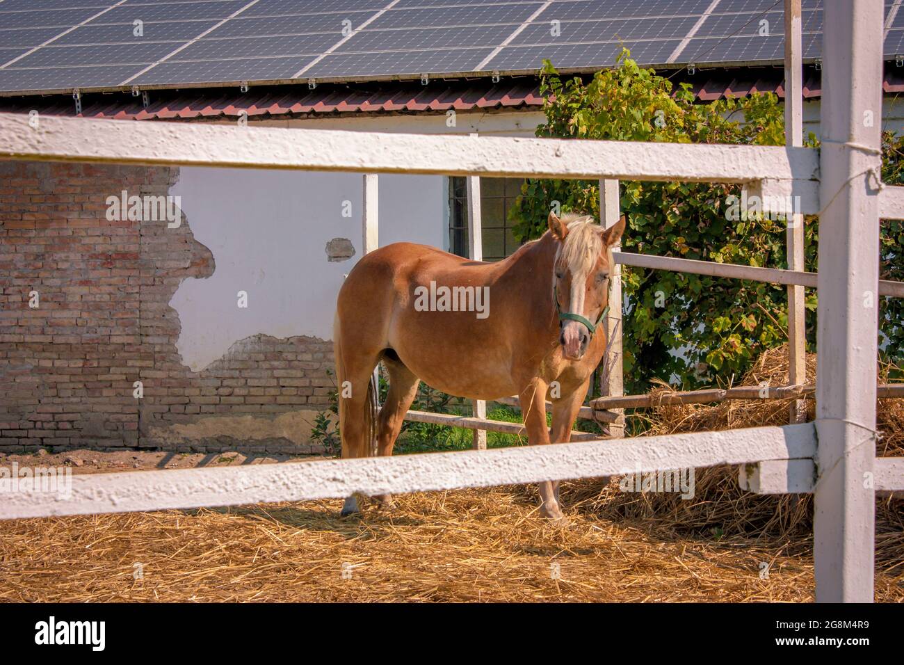 Donkey in the farm enclosure in summer time Stock Photo - Alamy