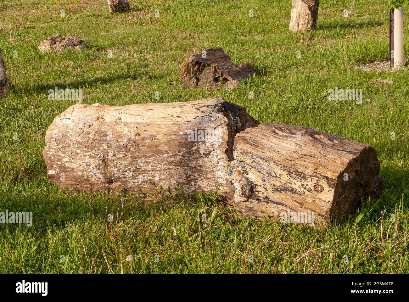 Petrified tree trunk hi-res stock photography and images - Alamy