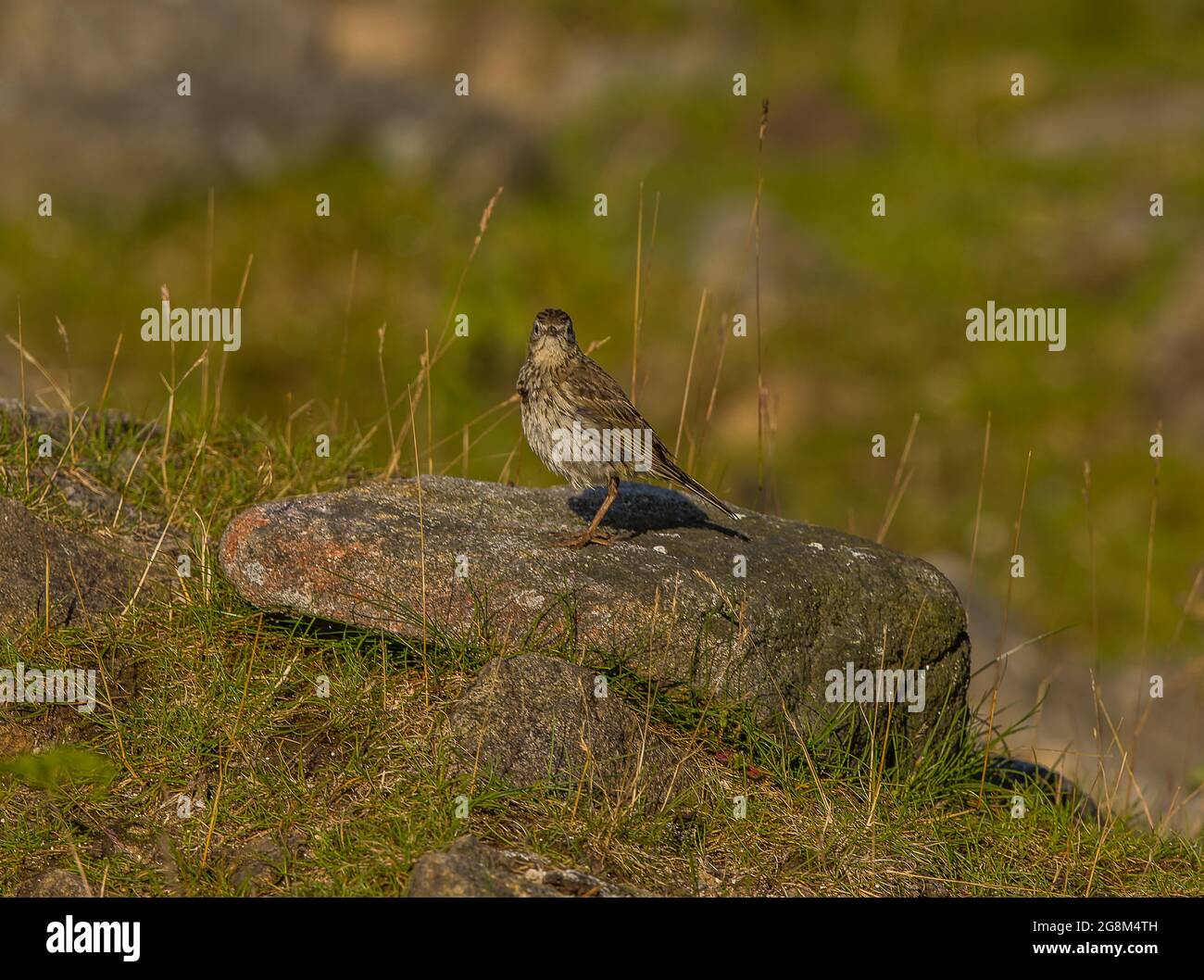 Meadow pipit with grub in its mouth hi-res stock photography and images ...
