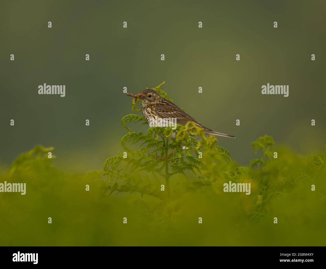 Meadow pipit with grub in its mouth hi-res stock photography and images ...
