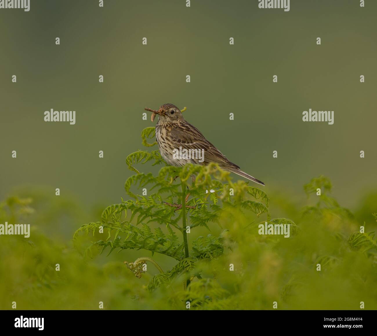 Meadow pipit with grub in its mouth hi-res stock photography and images ...