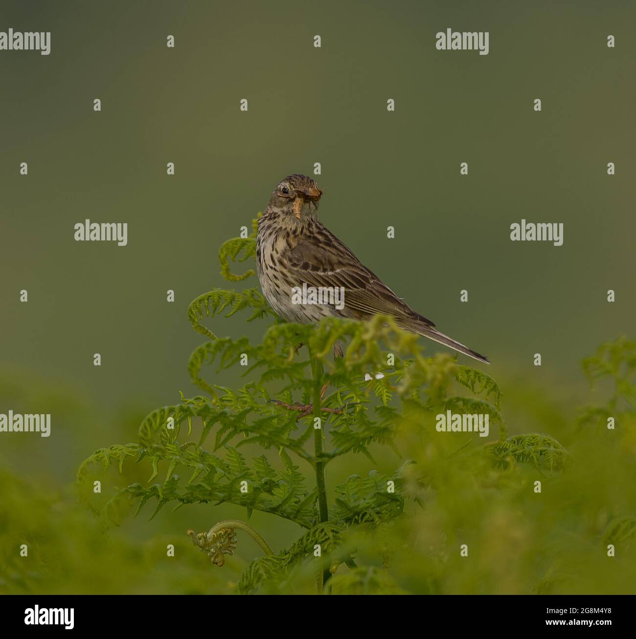 Meadow pipit with grub in its mouth hi-res stock photography and images ...