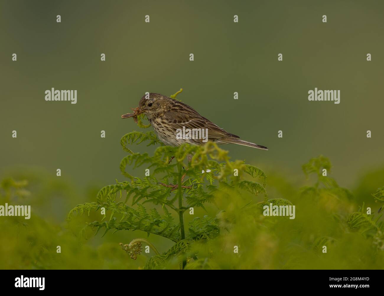 Meadow pipit with grub in its mouth hi-res stock photography and images ...