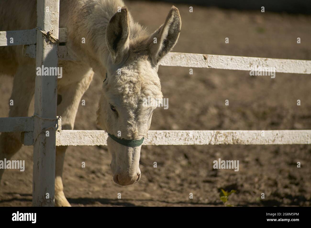 Donkey in the farm enclosure in summer time Stock Photo - Alamy
