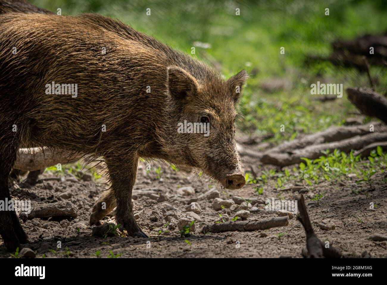 Soft focus of a wild pig foraging the ground for food pieces at a ...