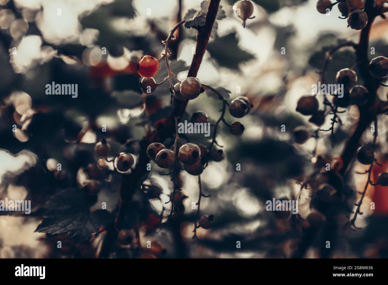 Small round fruits hi-res stock photography and images - Alamy