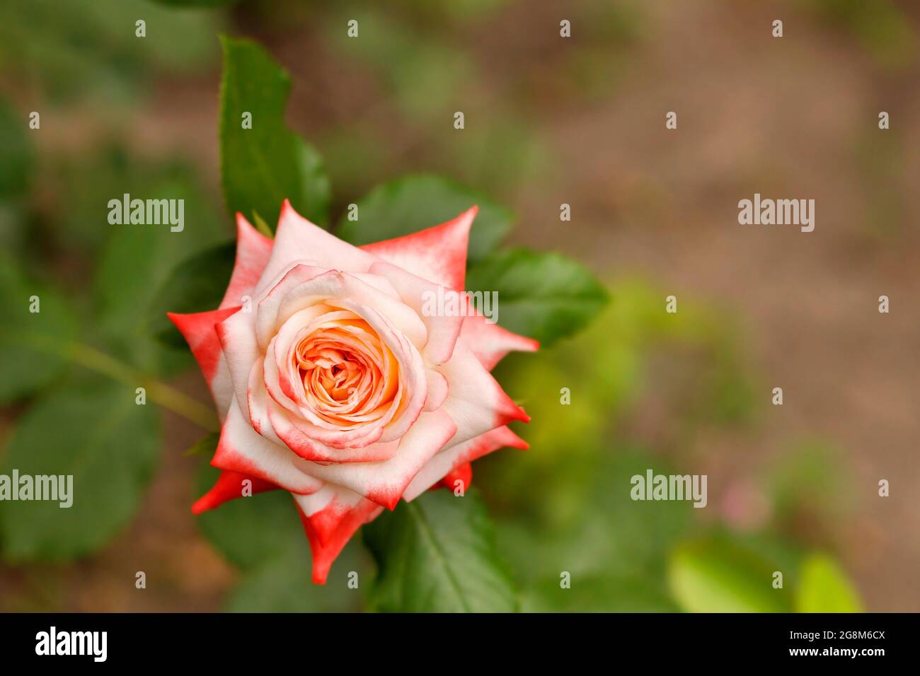 Scarlet rose hi-res stock photography and images - Alamy