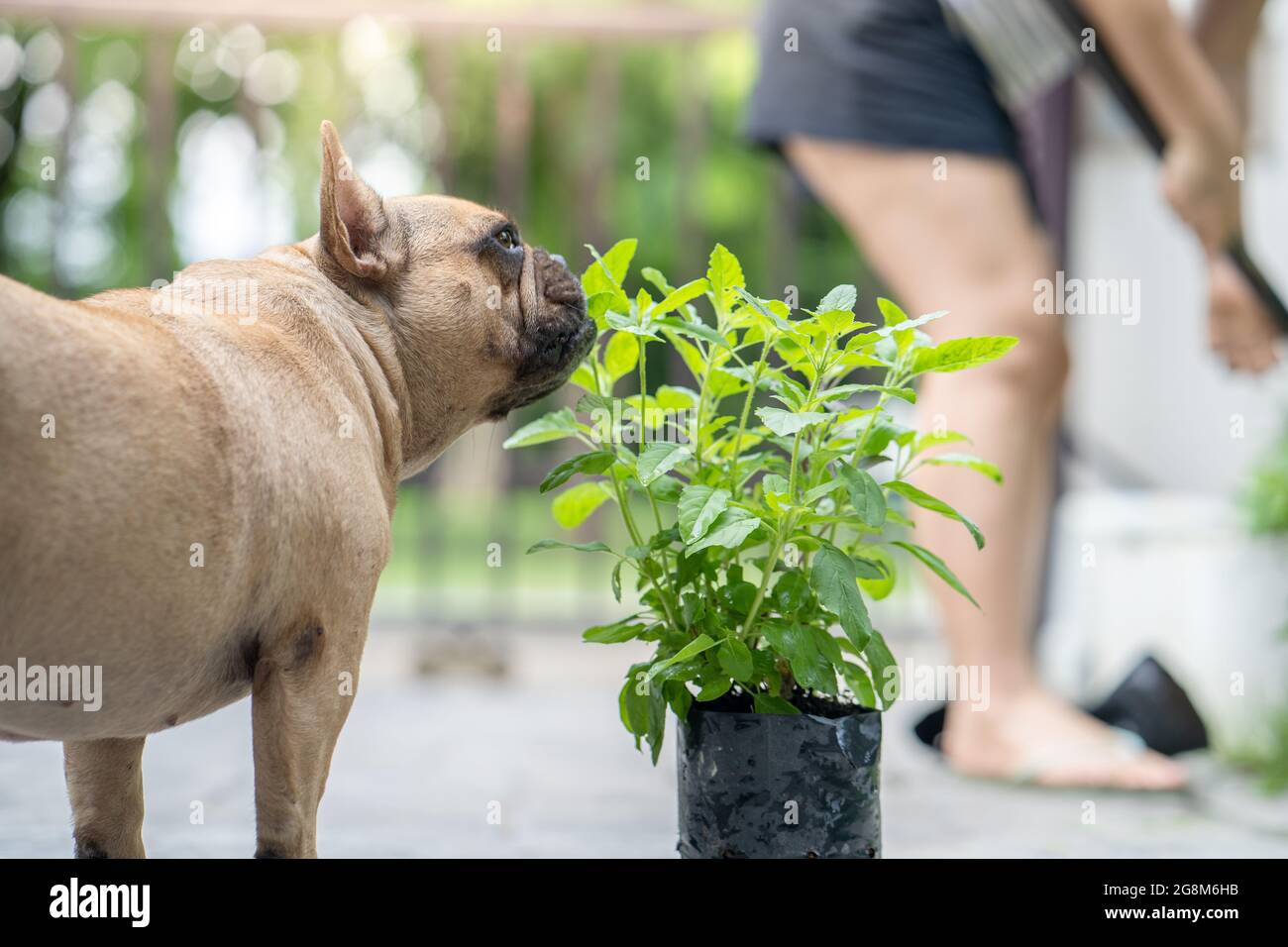 Cute domestic Bulldog sniffing potted plants in a backyard Stock Photo ...