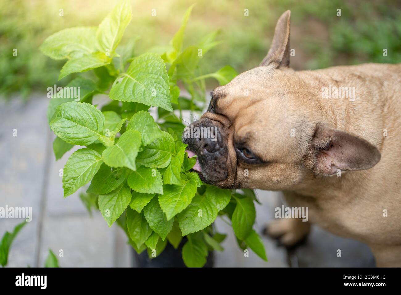 Cute domestic Bulldog sniffing potted plants in a backyard Stock Photo ...