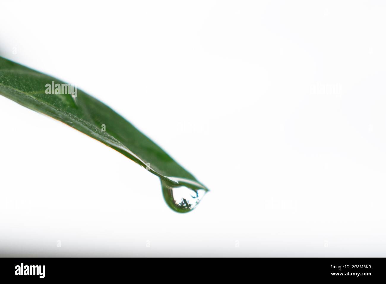 Selective focus shot of a water drop falling off a green leaf on an ...