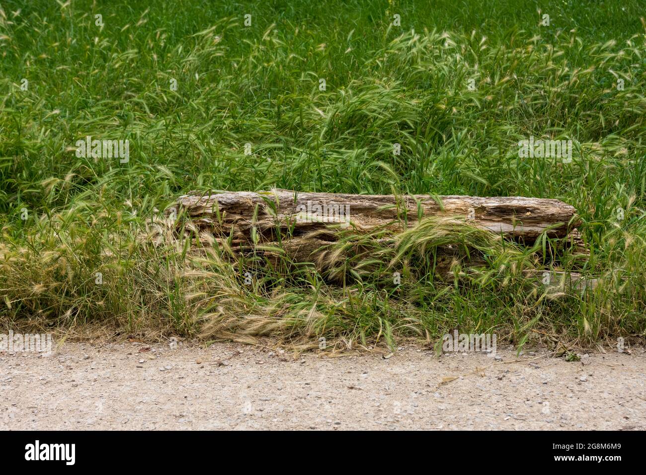 Dead tree in wheat field hi-res stock photography and images - Alamy