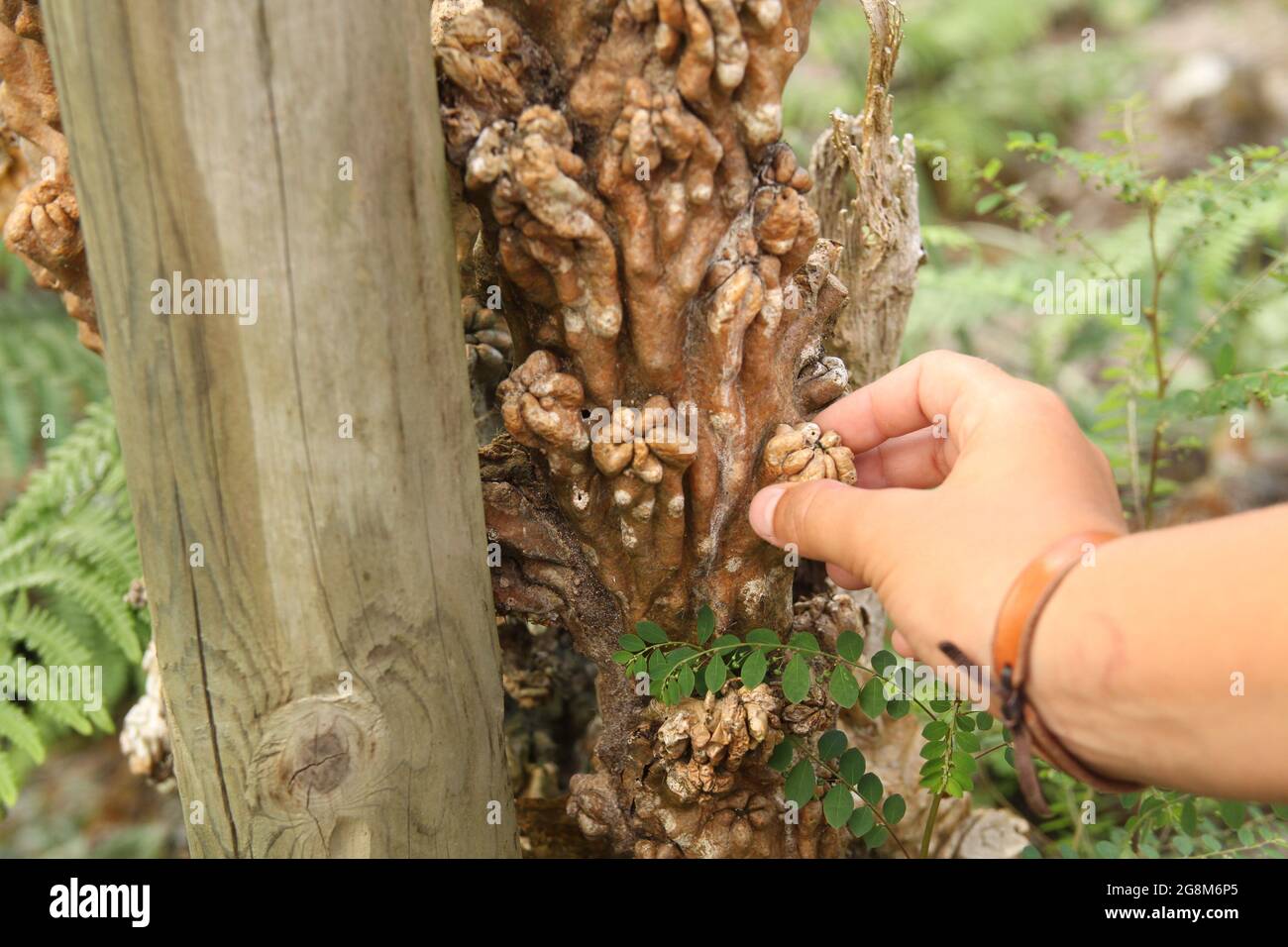 Closeup shot of a person' hand touching the textures of the exotic ...