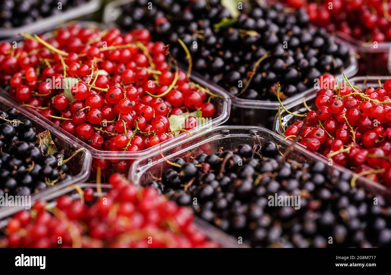 Red and black currants in small plastic boxes displayed on street food ...
