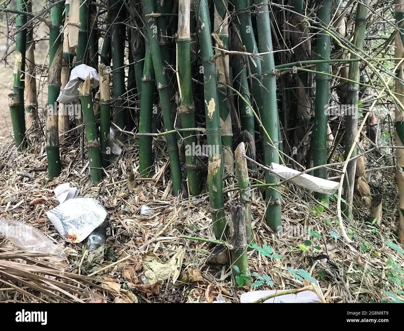 Lot of bamboo trees are grown in an dense forest and looks so strong ...