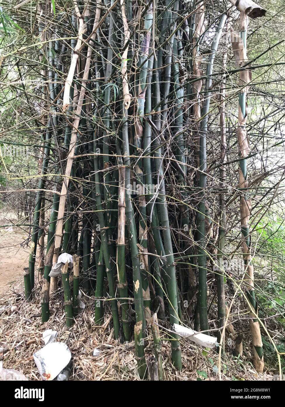 Lot of bamboo trees are grown in an dense forest and looks so strong ...