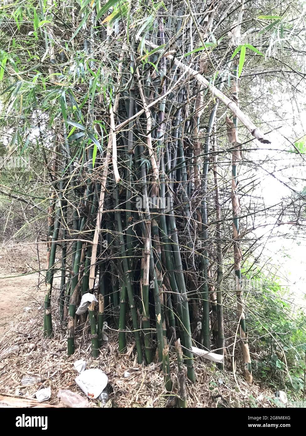 Lot of bamboo trees are grown in an dense forest and looks so strong ...