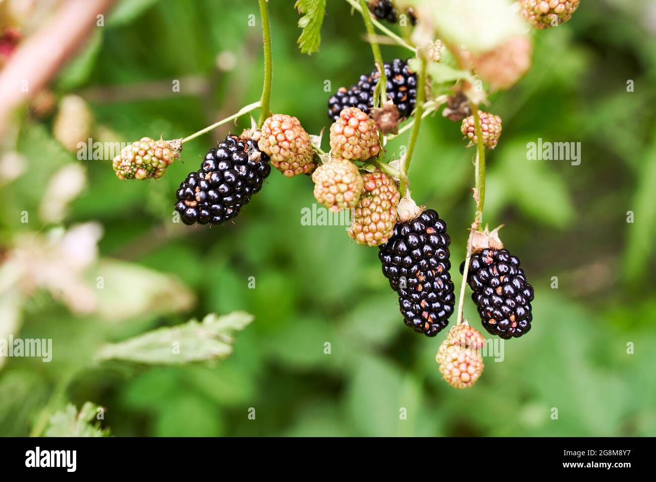 Organic blackberries growing on a bush in a summer garden Stock Photo ...