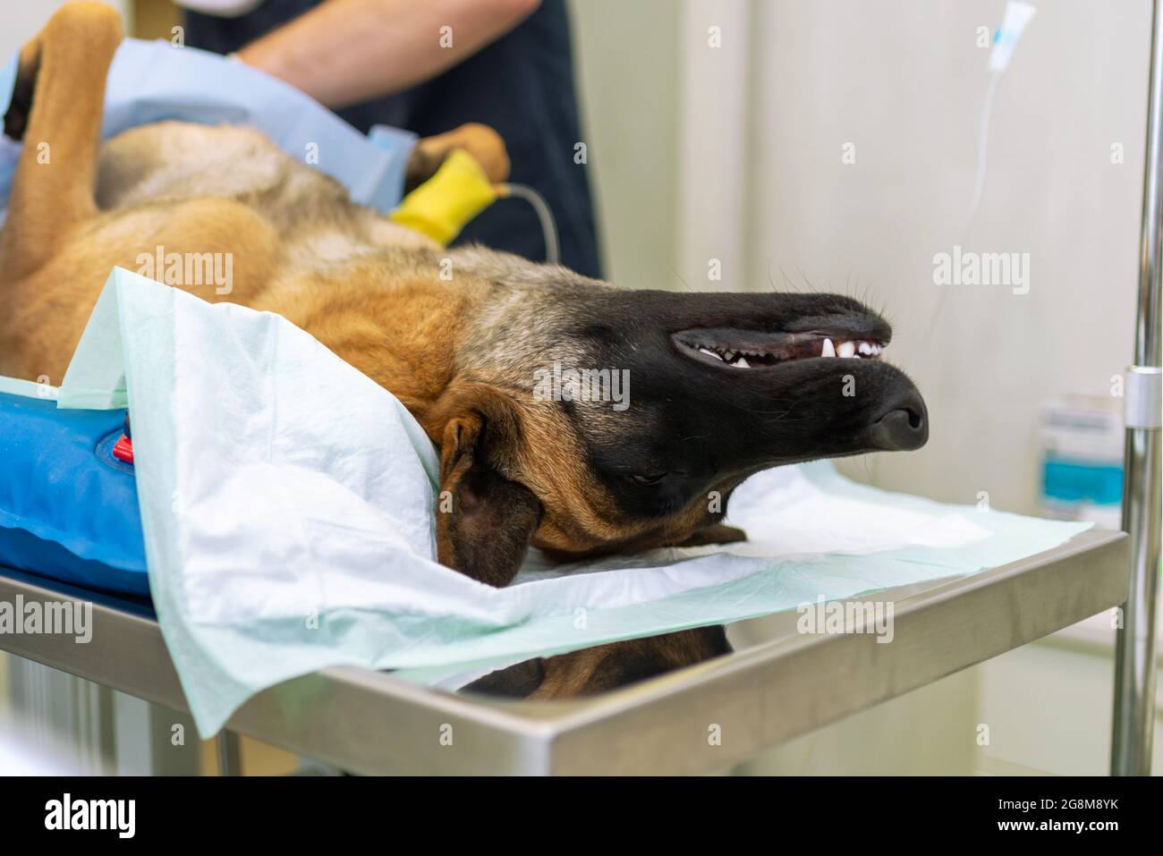 Dog under anesthesia during the surgery in a vet clinic.German shepherd ...