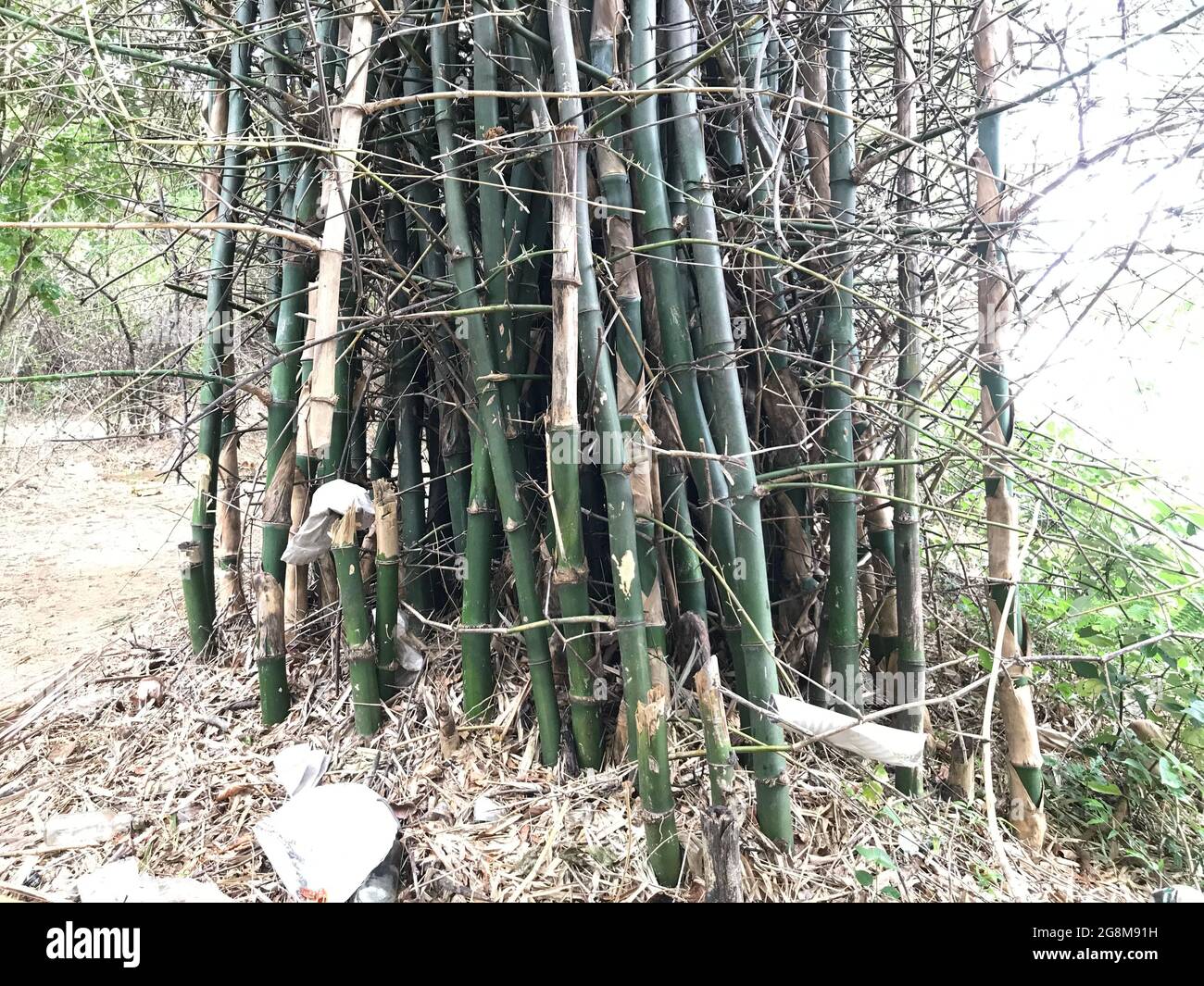 Lot of bamboo trees are grown in an dense forest and looks so strong ...