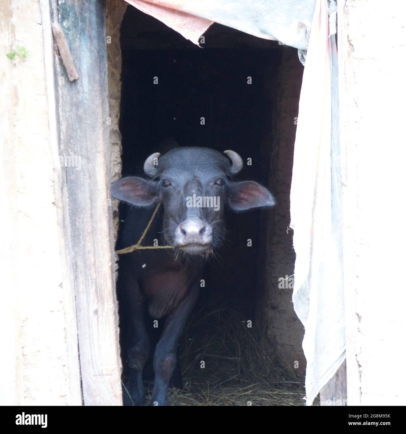Hindu water buffalo hi-res stock photography and images - Alamy