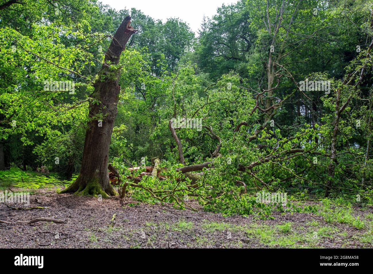 A snapped Oak tree in the Forest of Dean, Gloucestershire, UK Stock ...
