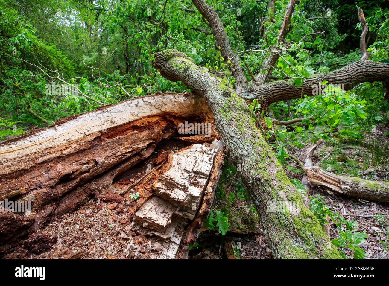 A snapped Oak tree in the Forest of Dean, Gloucestershire, UK Stock ...