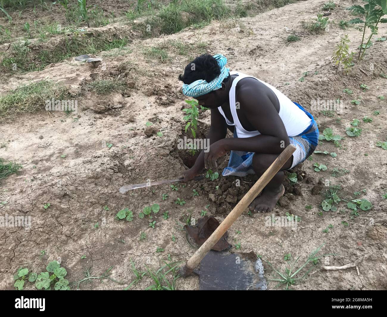 Black skin man working in an agriculture land for planting trees for ...