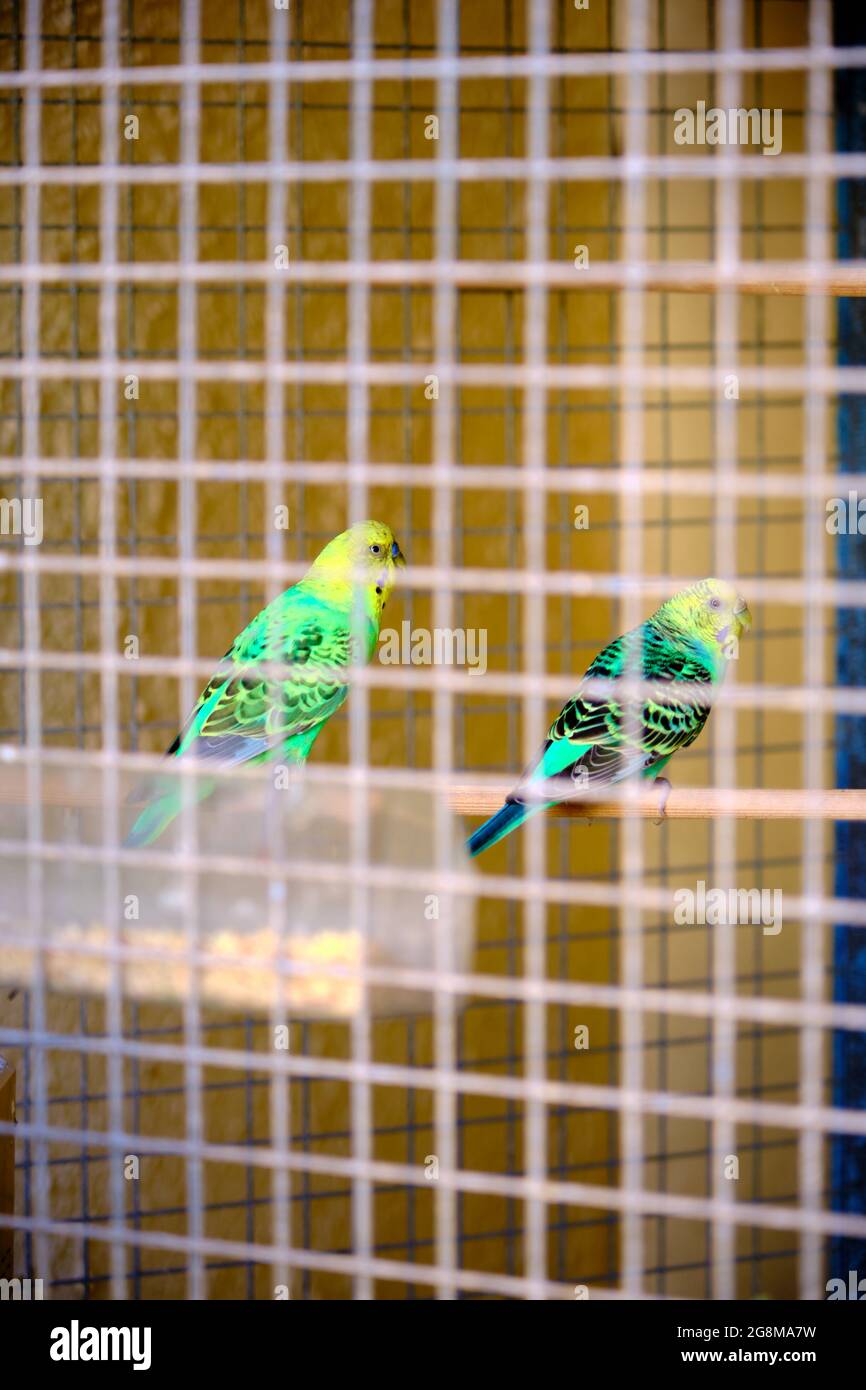 Cage colors hi-res stock photography and images - Alamy