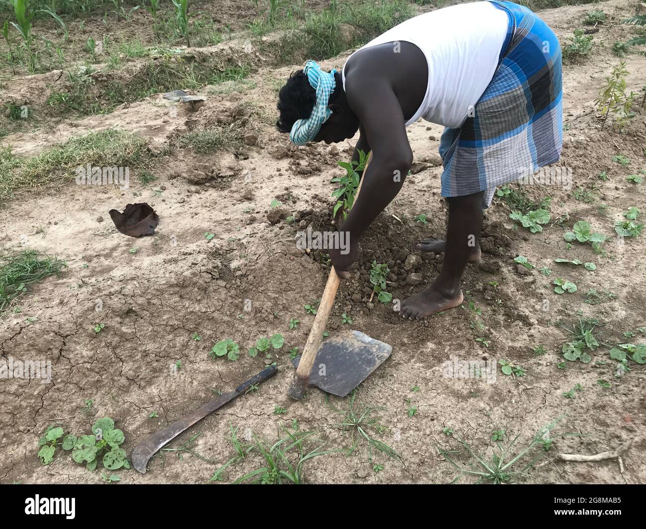 Black skin man working in an agriculture land for planting trees for ...
