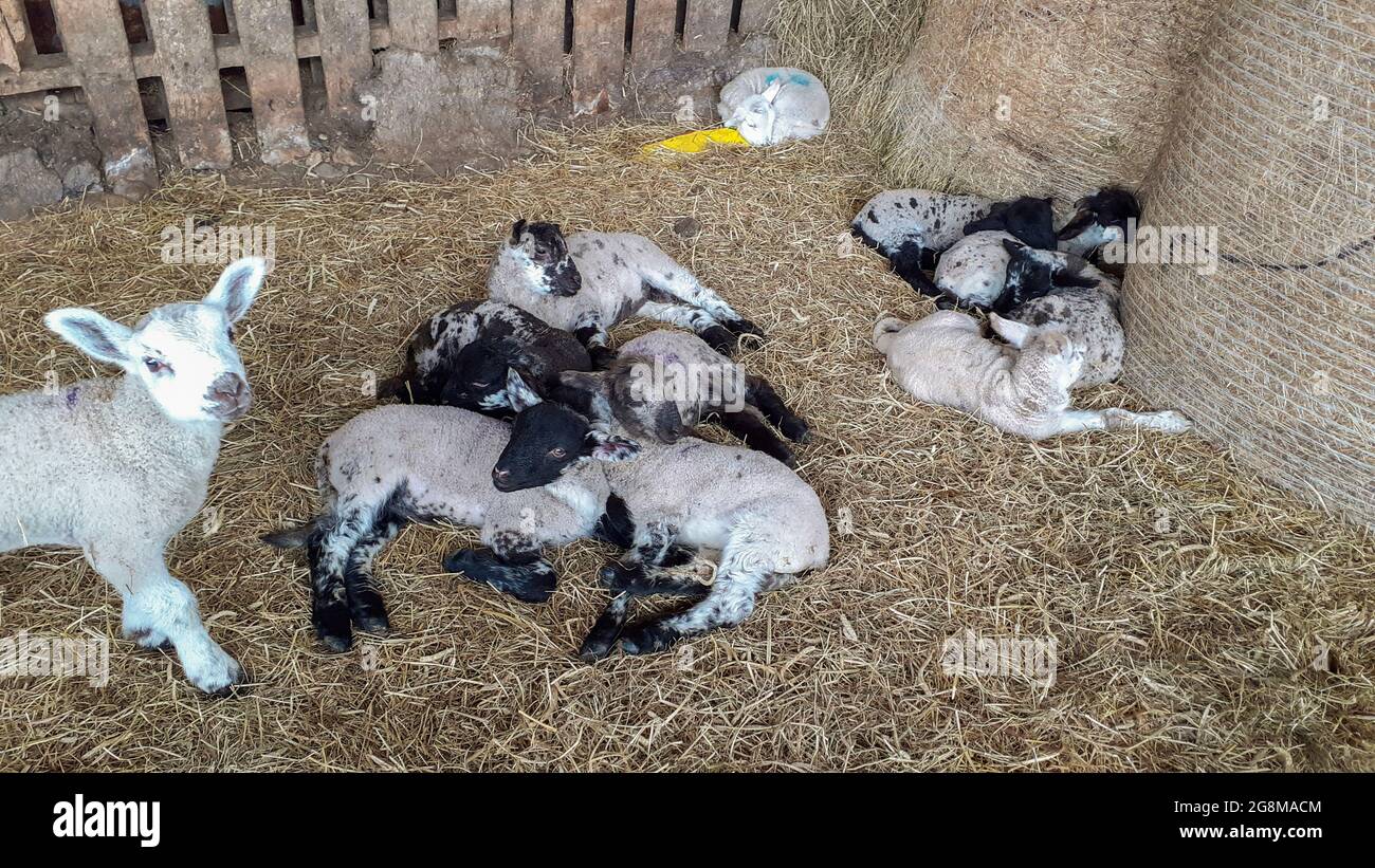 Lambs in the barn hi-res stock photography and images - Alamy