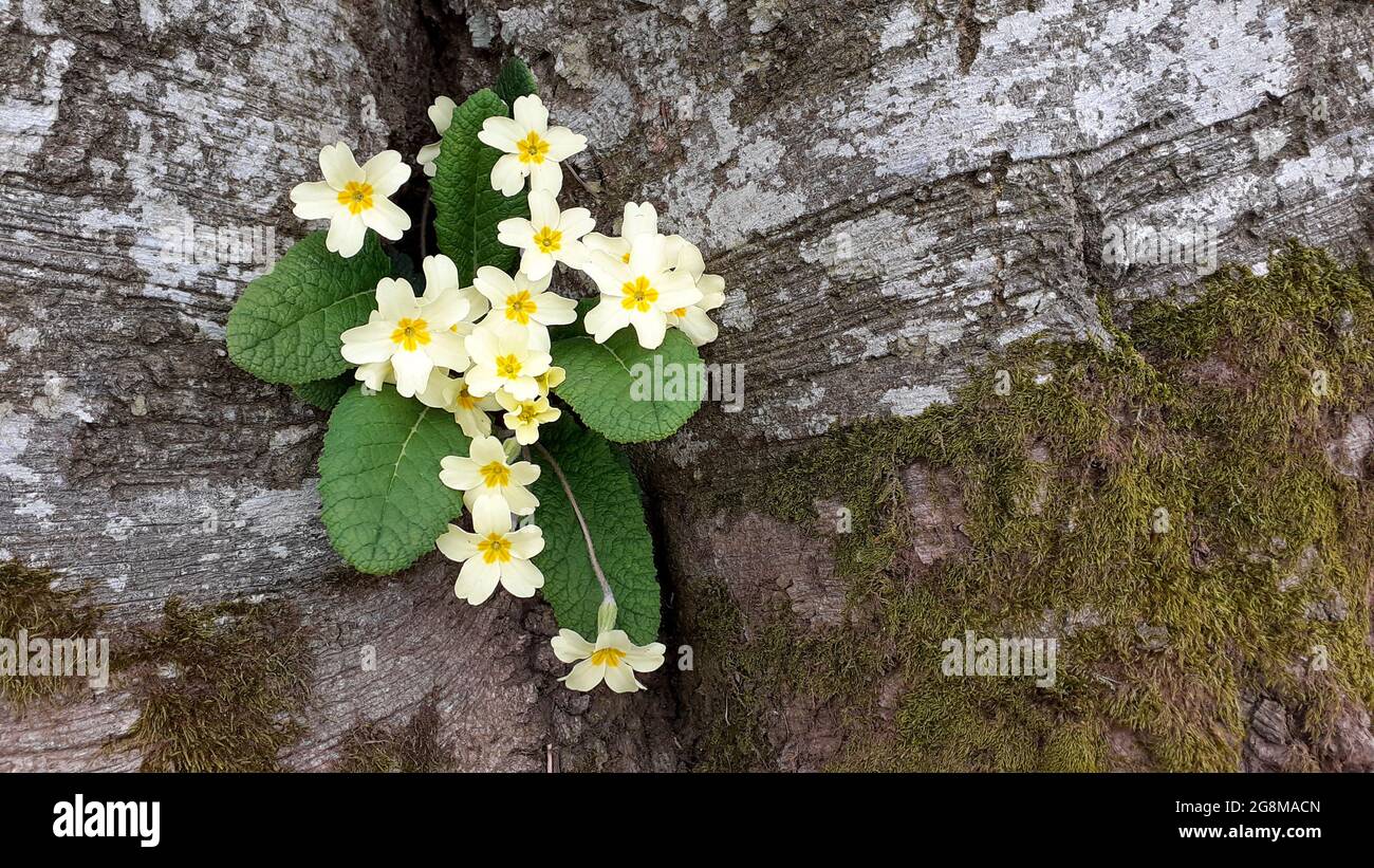 Primrose tree hi-res stock photography and images - Alamy