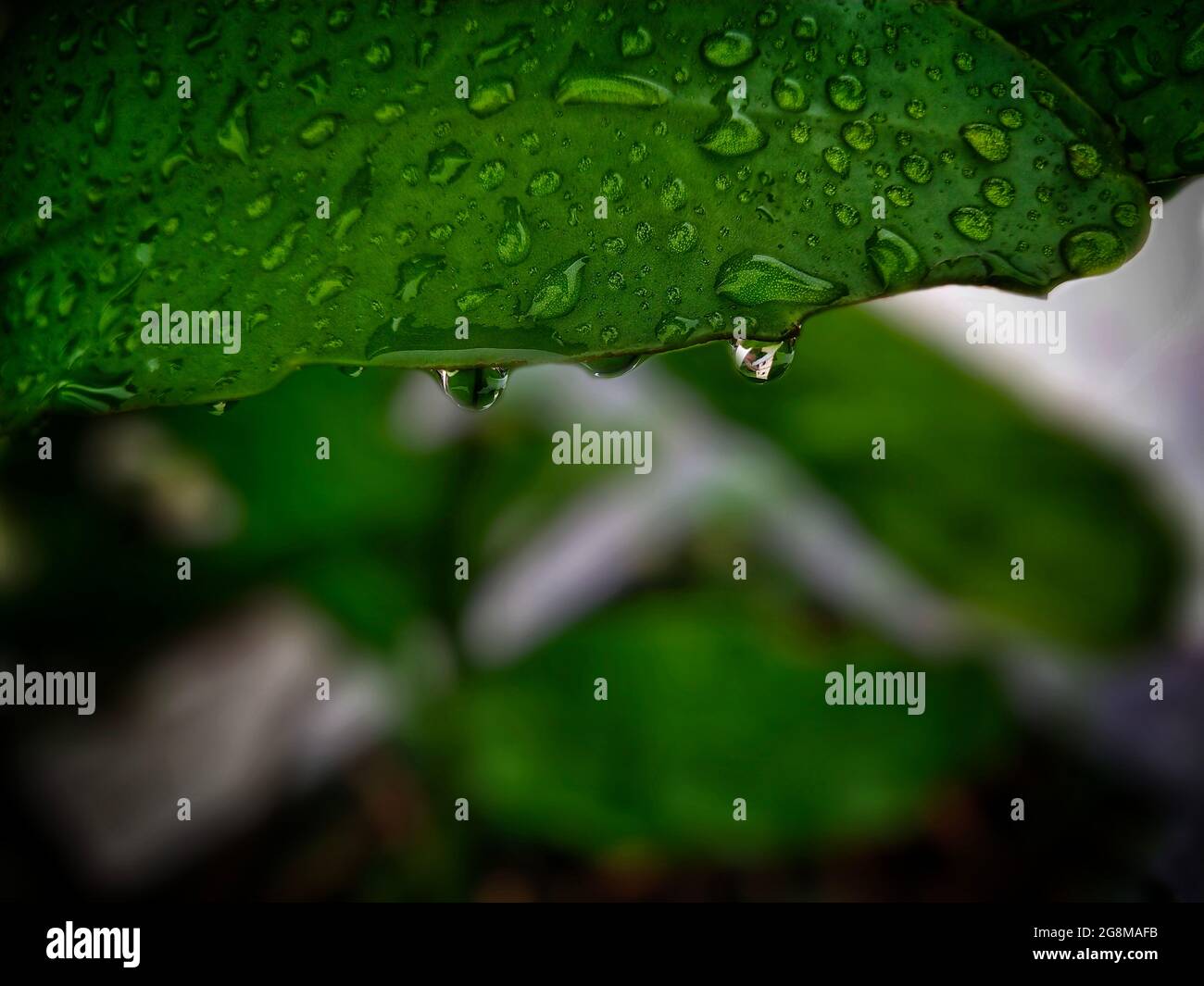 Water Drop On Leaf Drawing