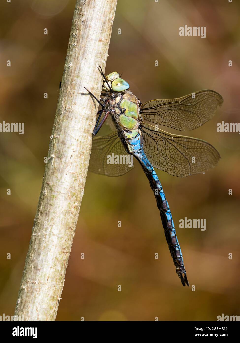 Blue dragon flys hi-res stock photography and images - Alamy