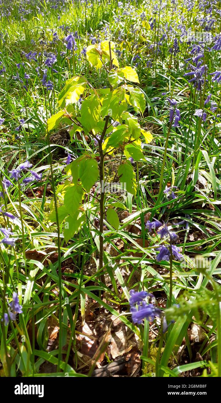 Beech tree sapling hi-res stock photography and images - Alamy