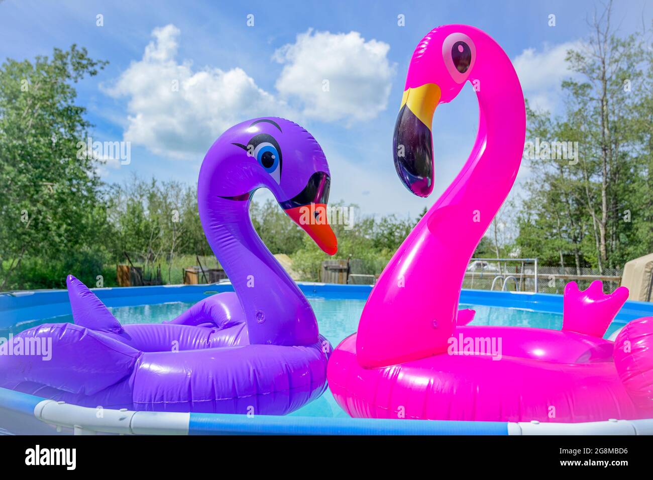 Inflatable Flamingo toy, swimming pool Stock Photo - Alamy