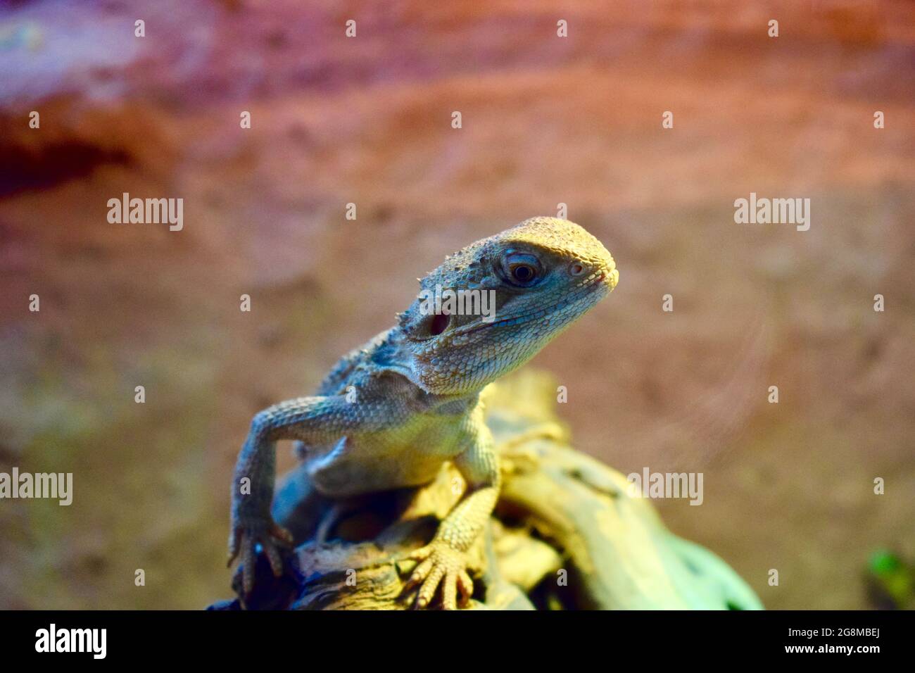 Are There Small Bearded Dragons at Georgia Farber blog